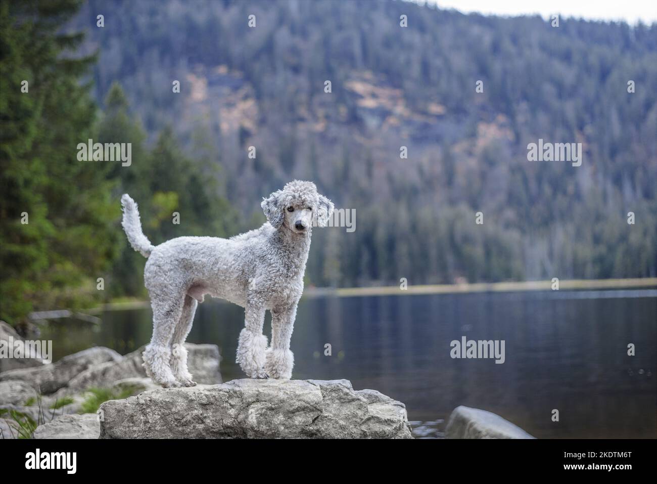 standing Standard Poodle Stock Photo - Alamy
