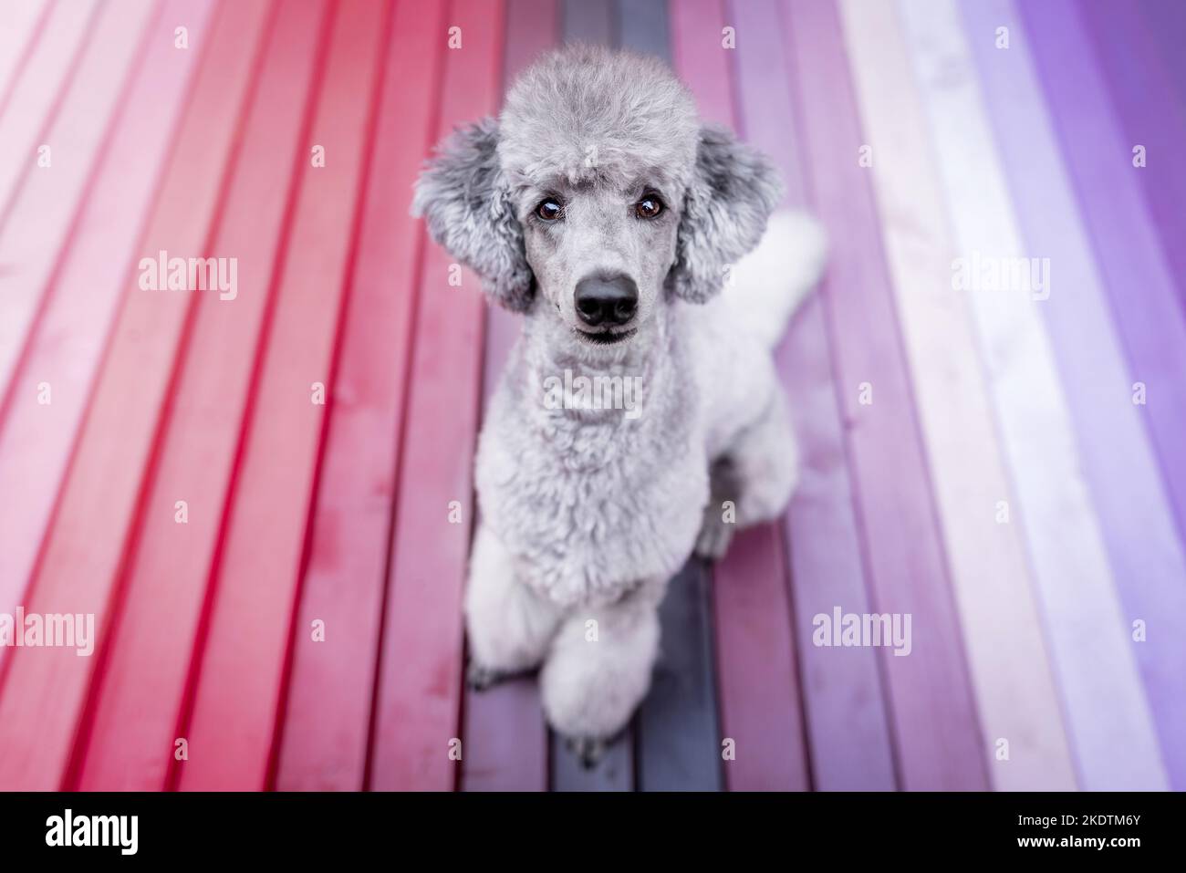 Sitting silver poodle hi-res stock photography and images - Alamy