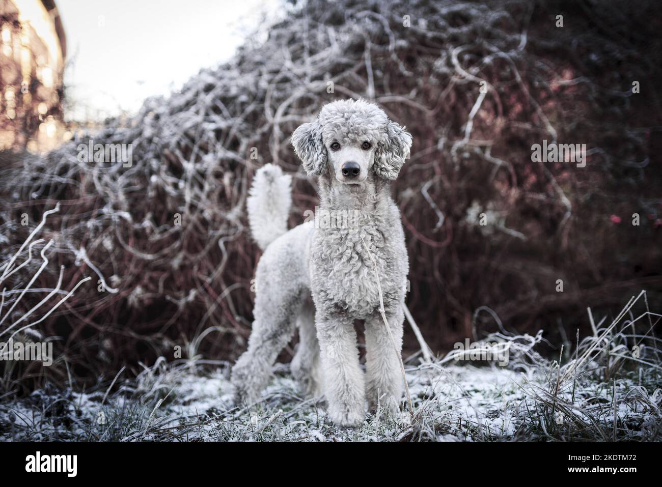 standing Standard Poodle Stock Photo - Alamy