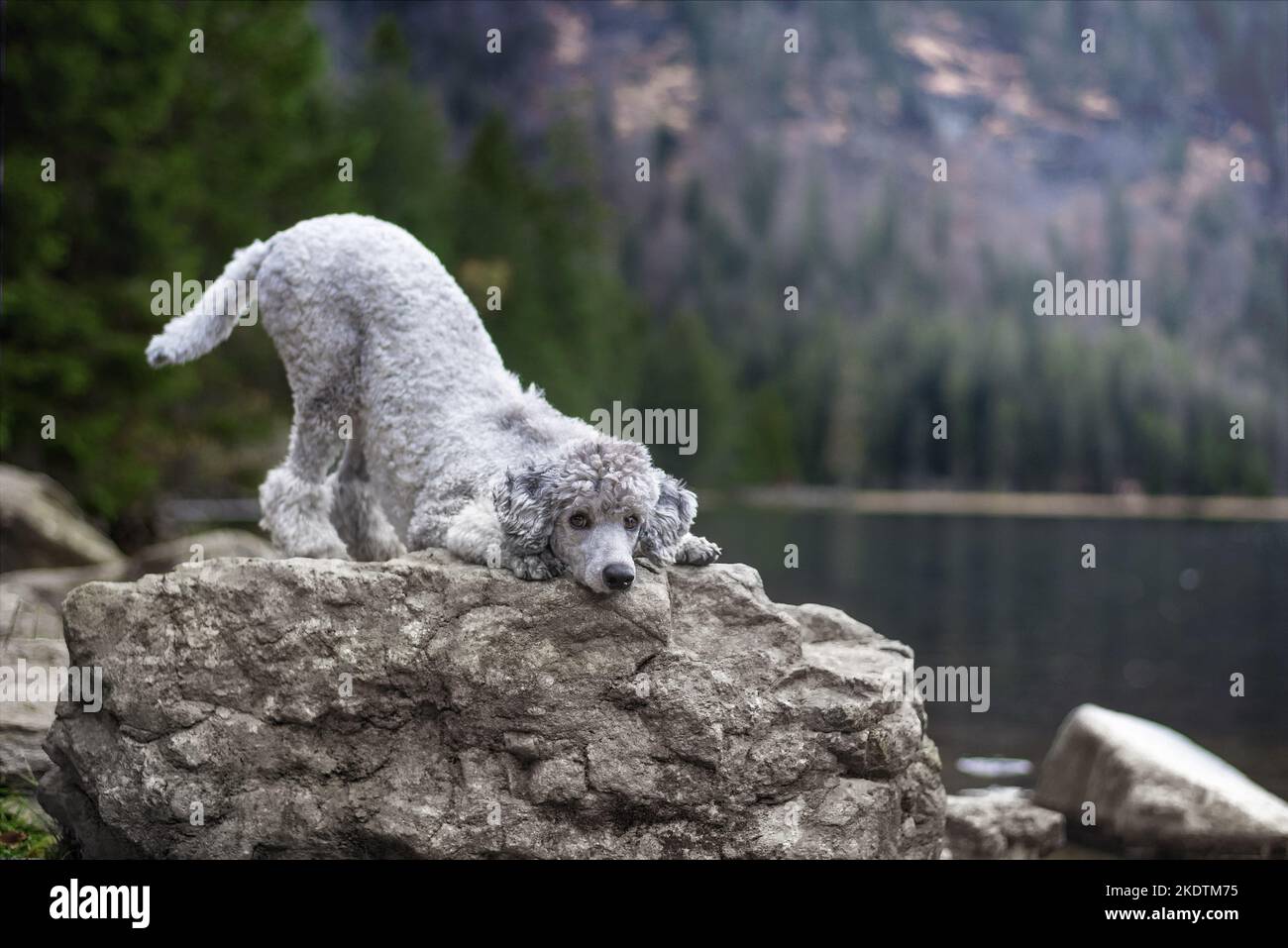standing Standard Poodle Stock Photo - Alamy