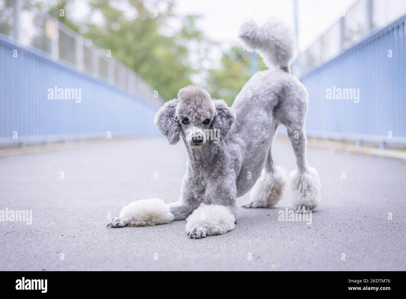 standing Standard Poodle Stock Photo - Alamy