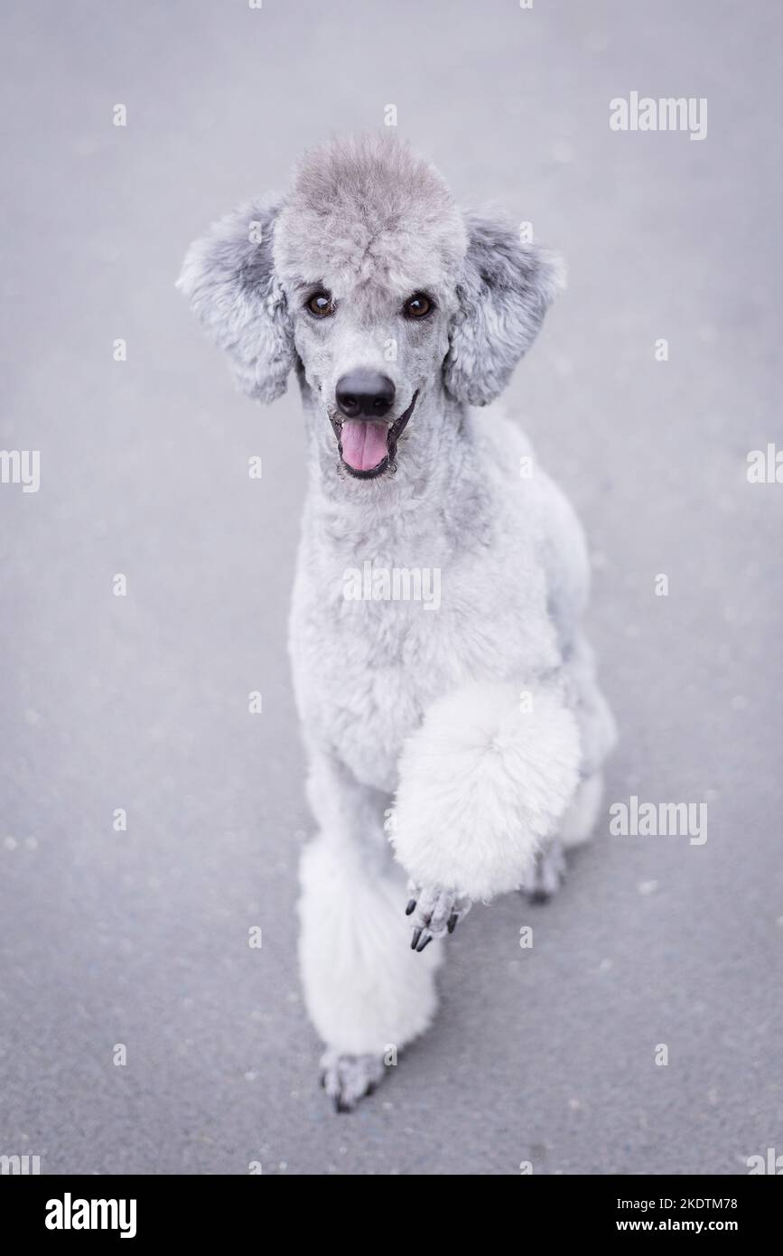 sitting Standard Poodle Stock Photo - Alamy