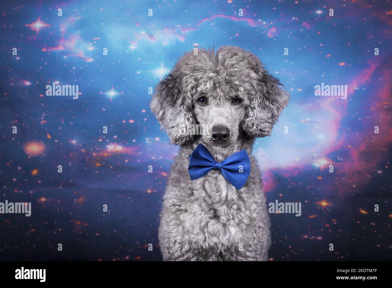 Standard Poodle portrait Stock Photo - Alamy