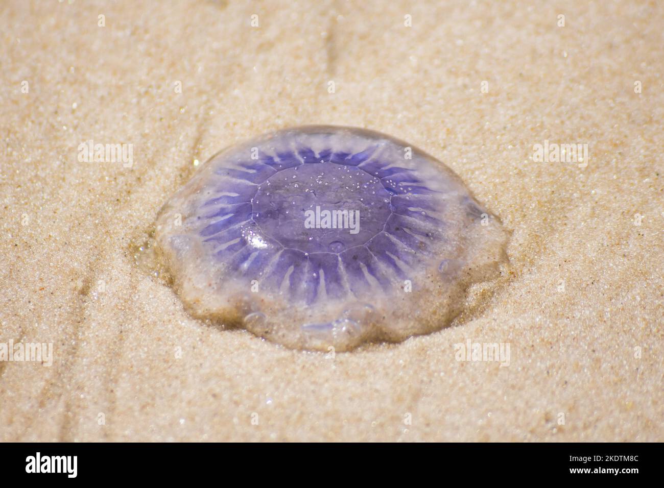 Soil jellyfish hi-res stock photography and images - Alamy
