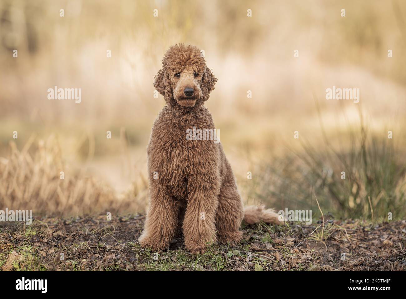 sitting King Poodle Stock Photo - Alamy