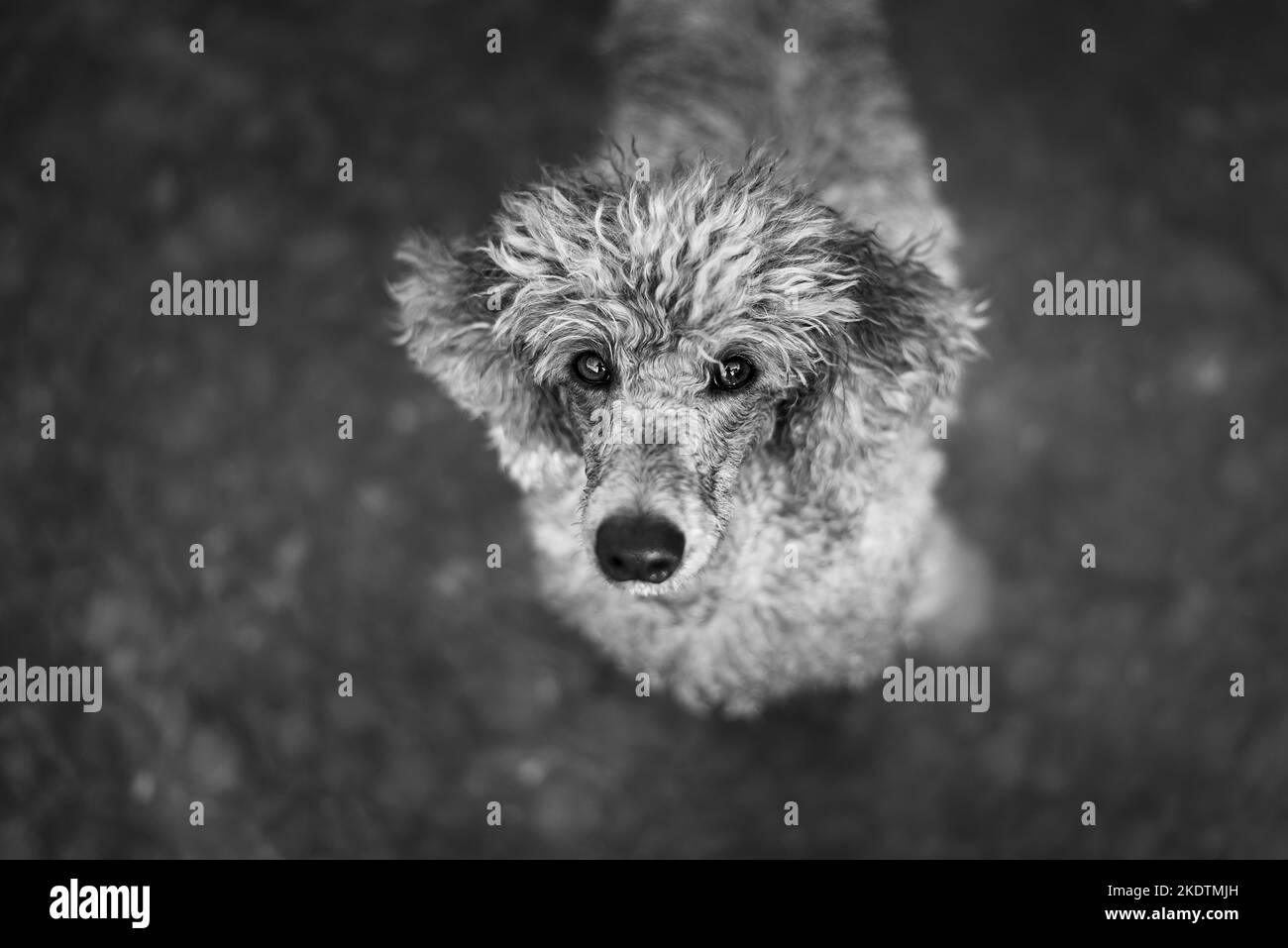 Standard Poodle portrait Stock Photo - Alamy