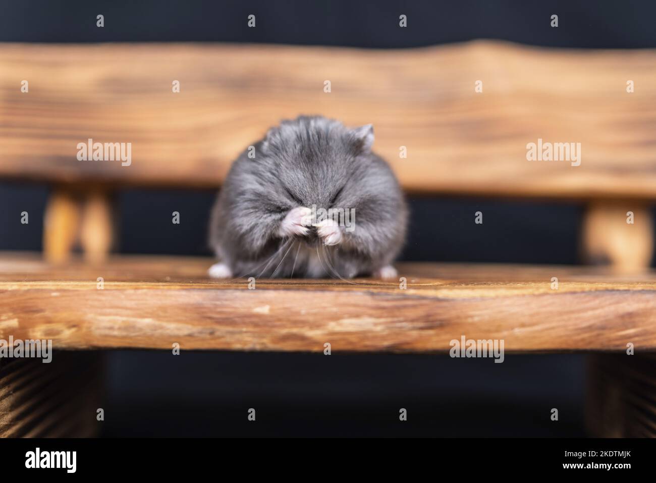 Campbells dwarf hamster on a bench Stock Photo - Alamy