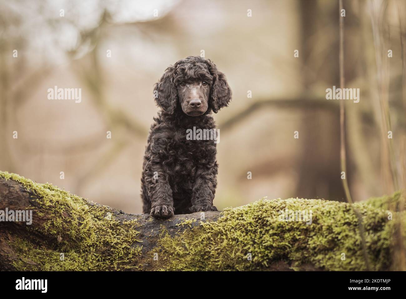 King Poodle Puppy Stock Photo - Alamy