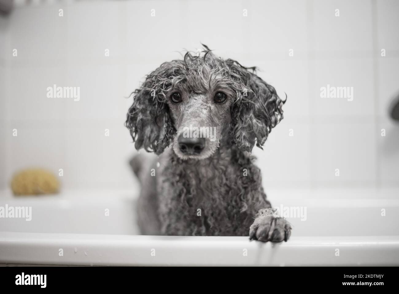 Standard Poodle grooming Stock Photo - Alamy