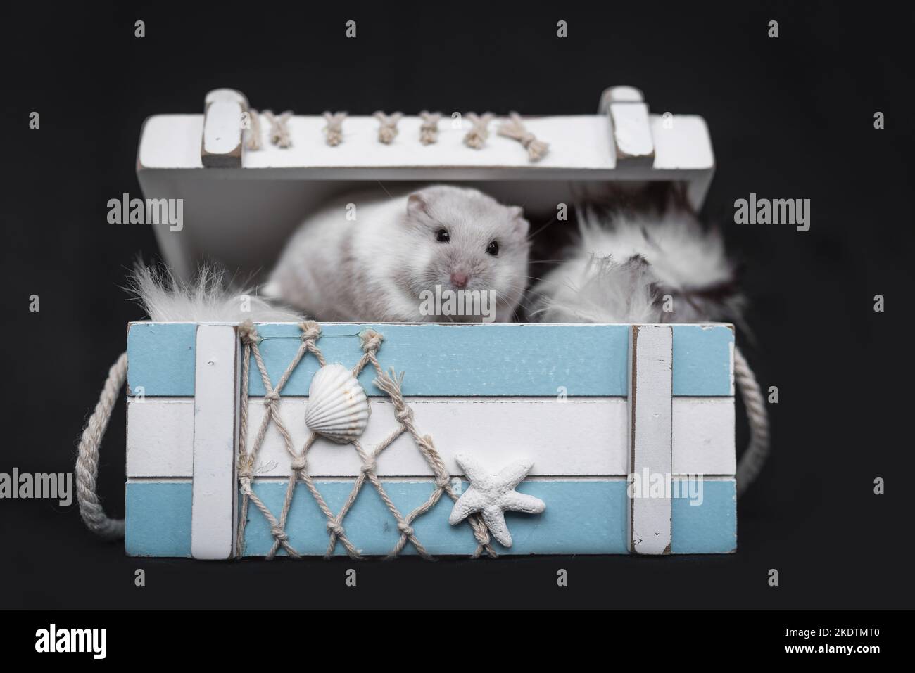 Campbells dwarf hamster in a box Stock Photo - Alamy