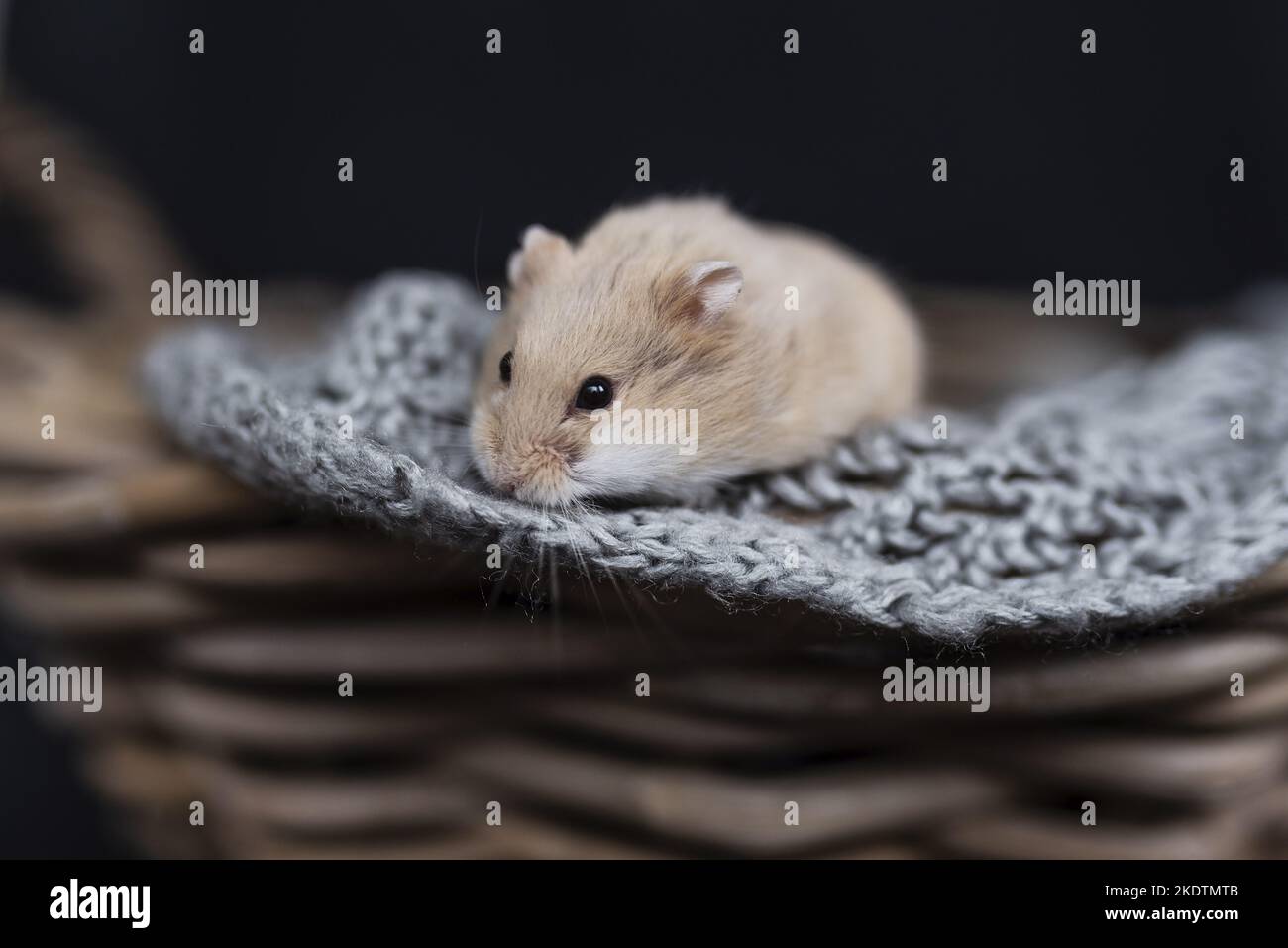 Campbells dwarf hamster in a basket Stock Photo - Alamy