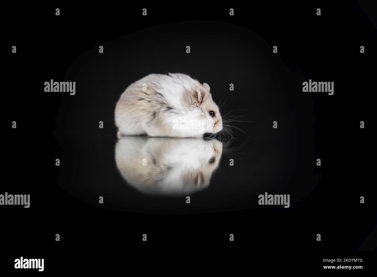 Campbells dwarf hamster Stock Photo - Alamy