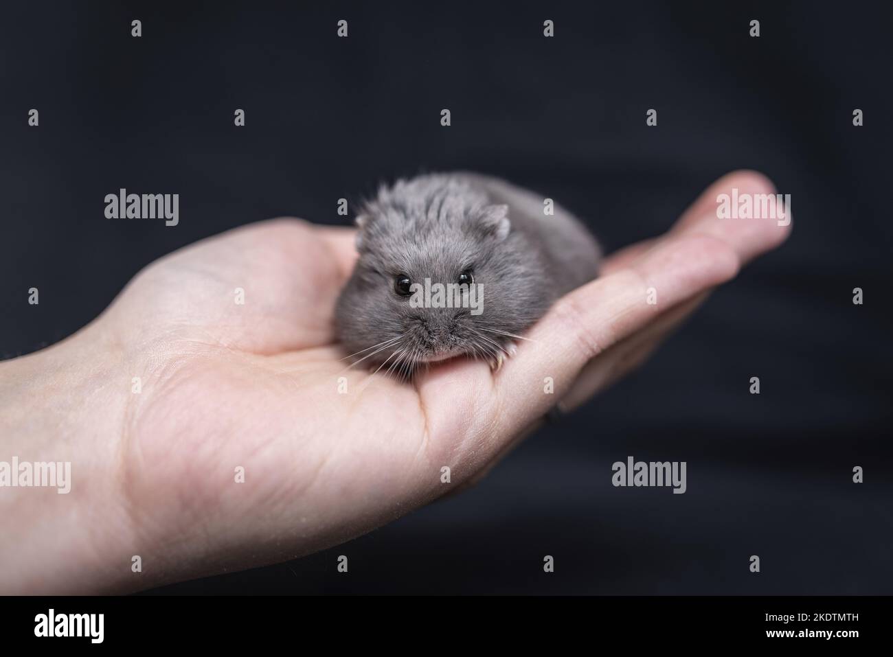 human with Campbells dwarf hamster Stock Photo - Alamy