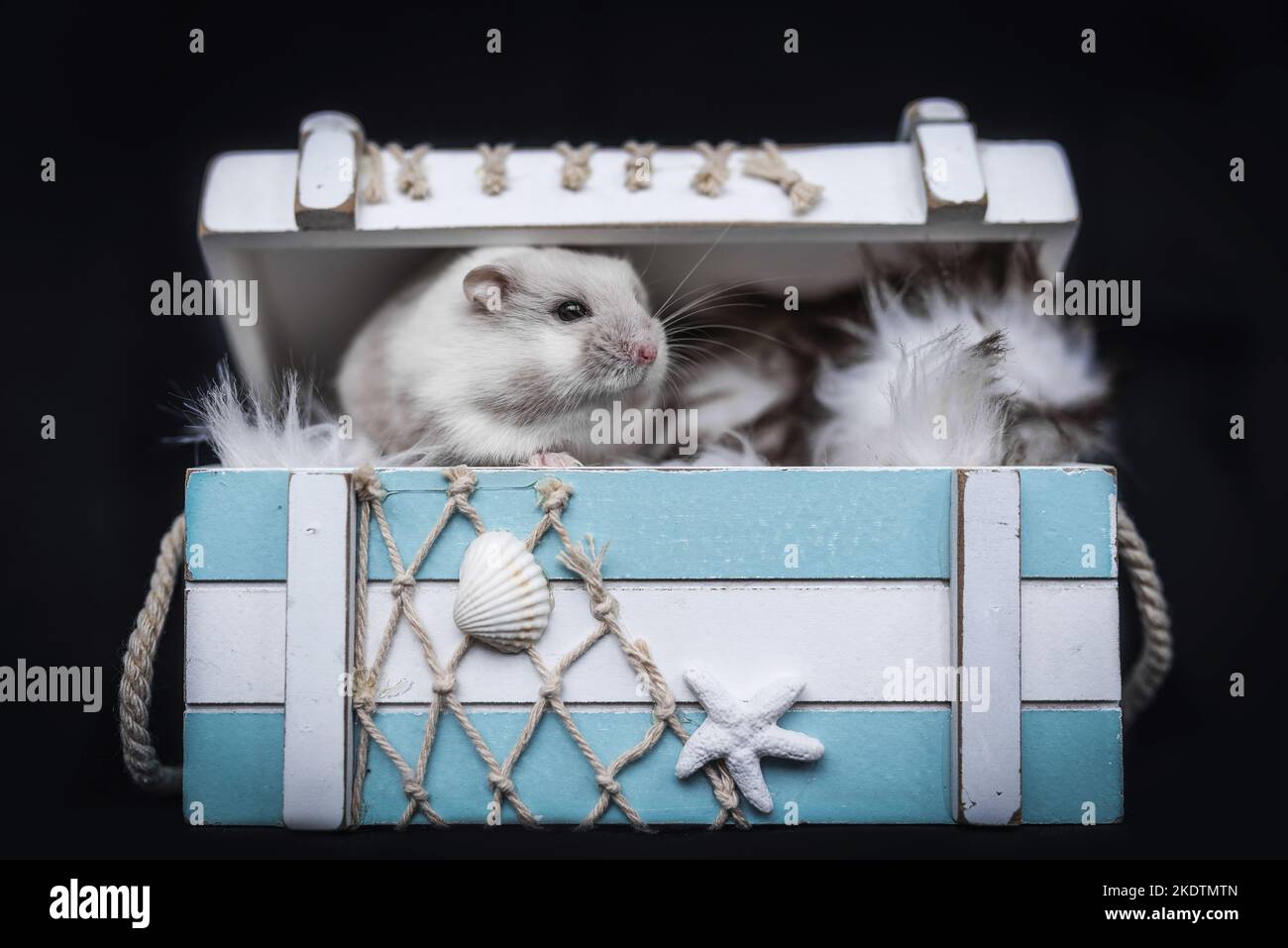 Campbells dwarf hamster in a box Stock Photo - Alamy