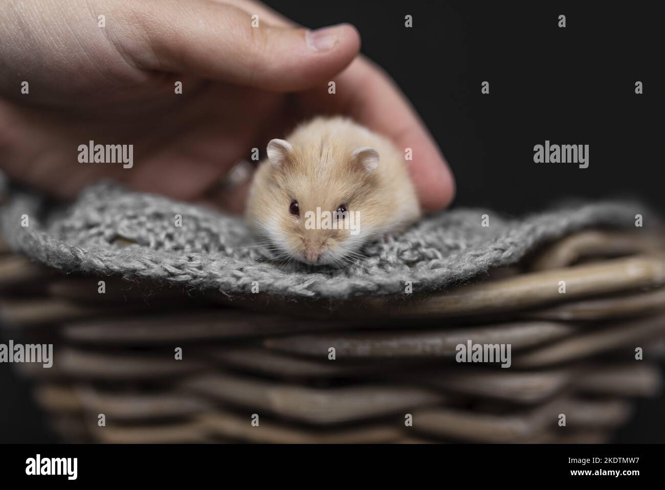 human with Campbells dwarf hamster Stock Photo - Alamy
