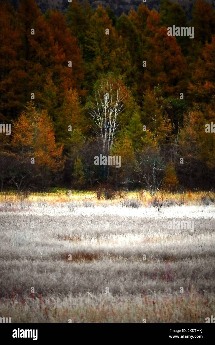 The scenery of beautiful autumn leaves in Japan The dawn scenery of ...