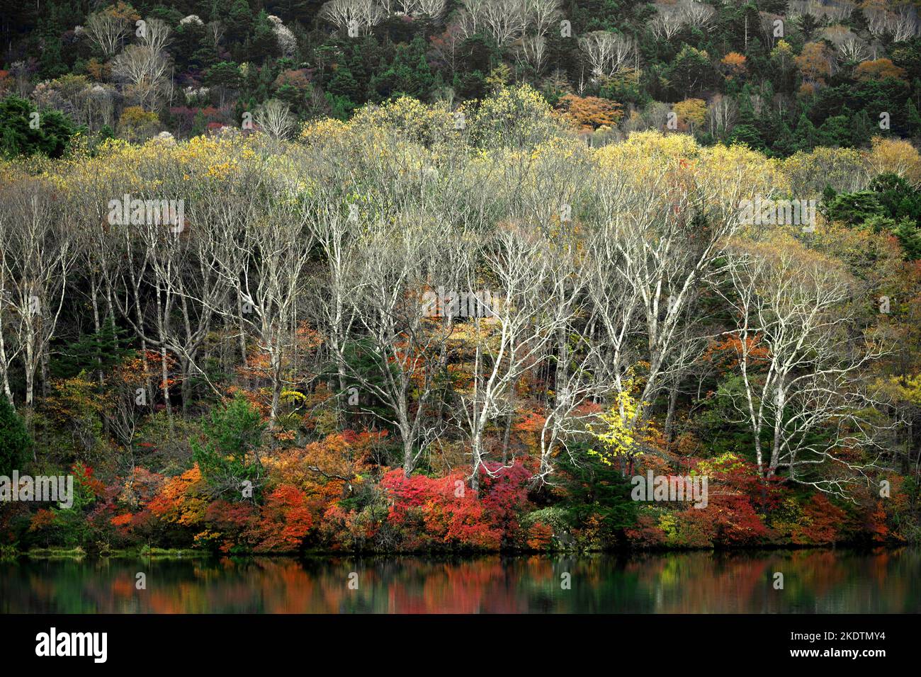 The scenery of beautiful autumn leaves in Japan The scenery of Nikko ...