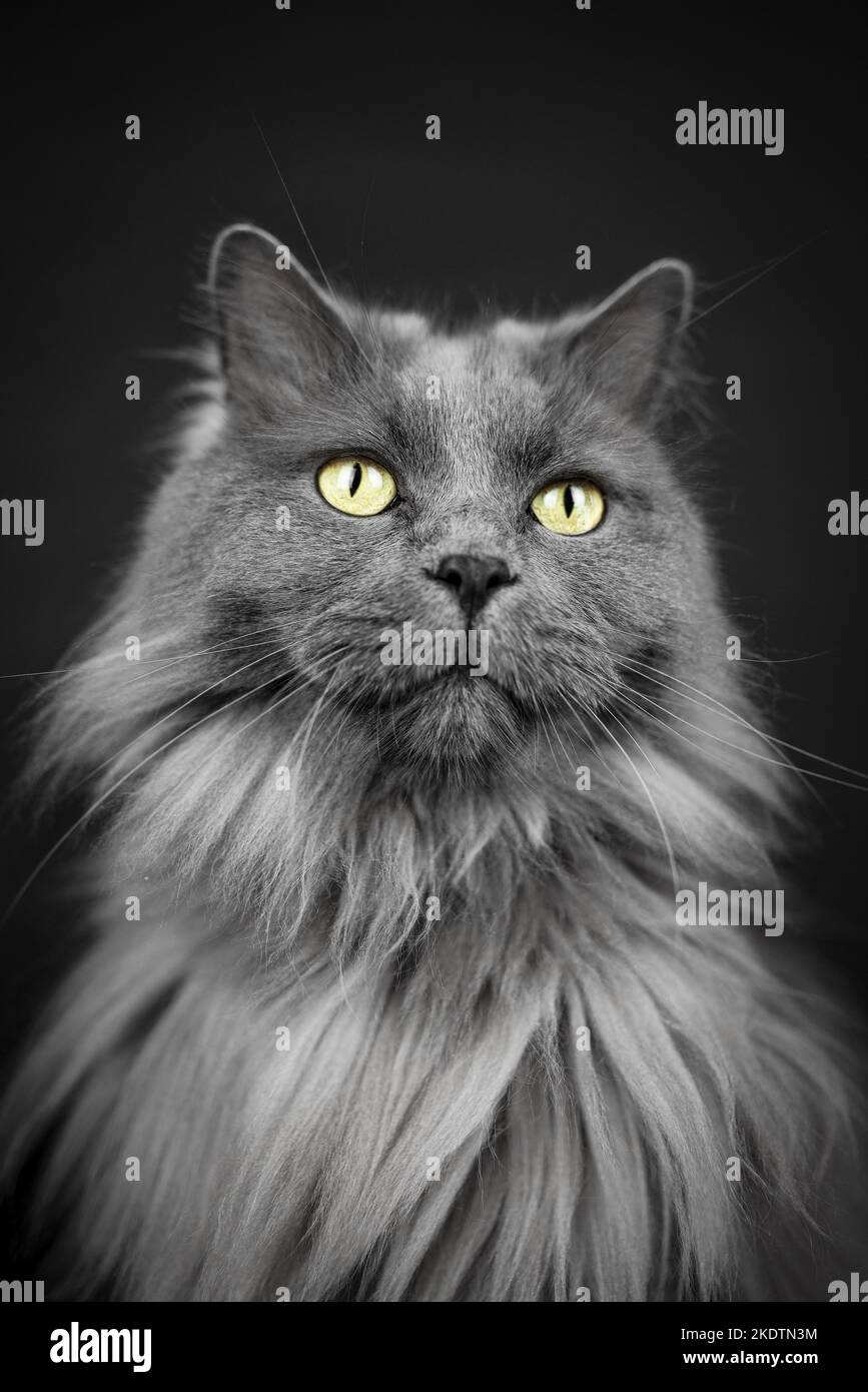 Persian cat crossbreed hi-res stock photography and images - Alamy