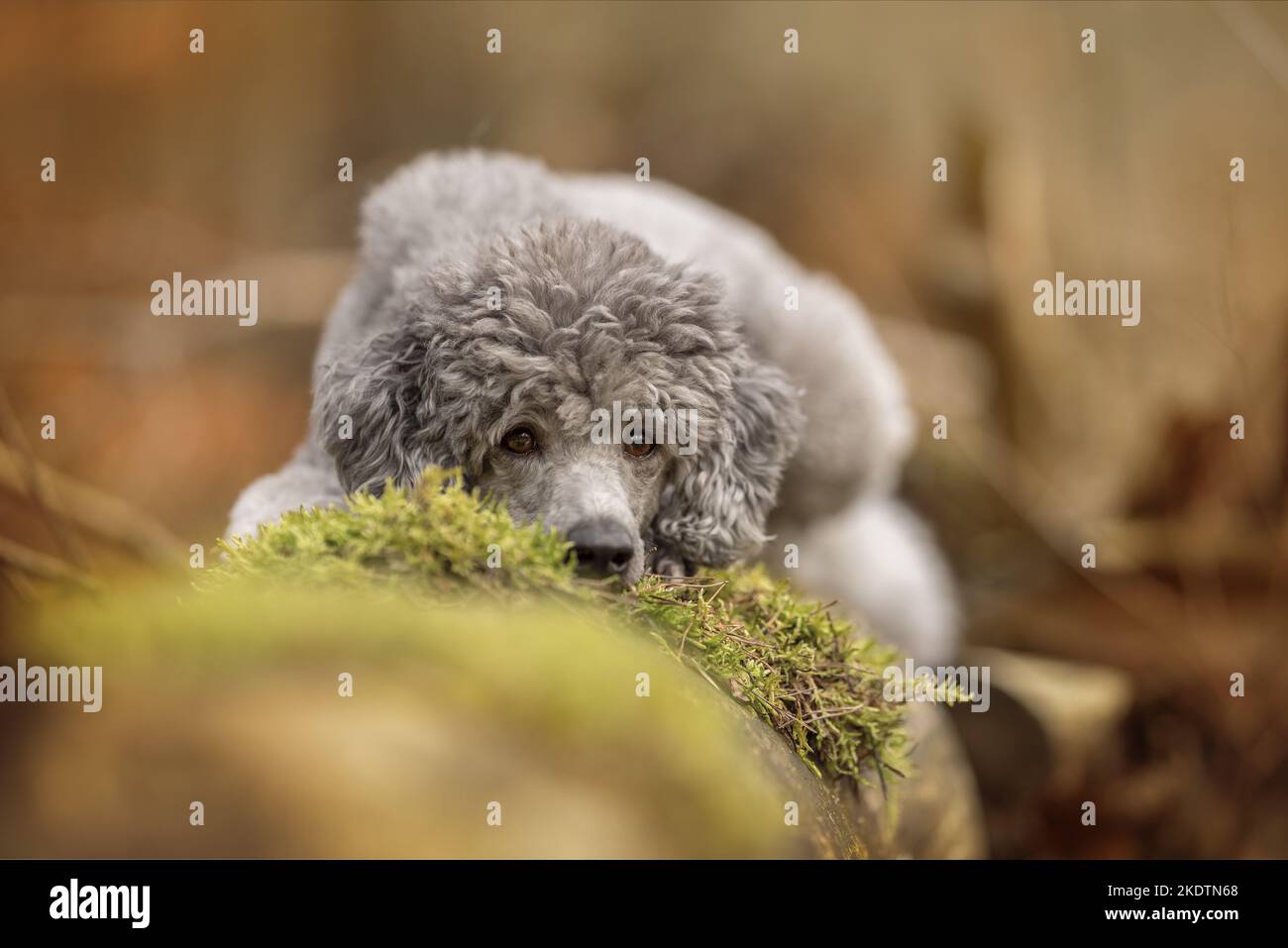 lying Standard Poodle Stock Photo - Alamy