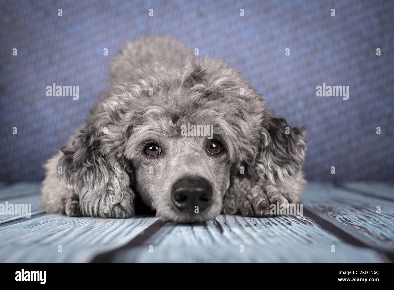lying Standard Poodle Stock Photo - Alamy