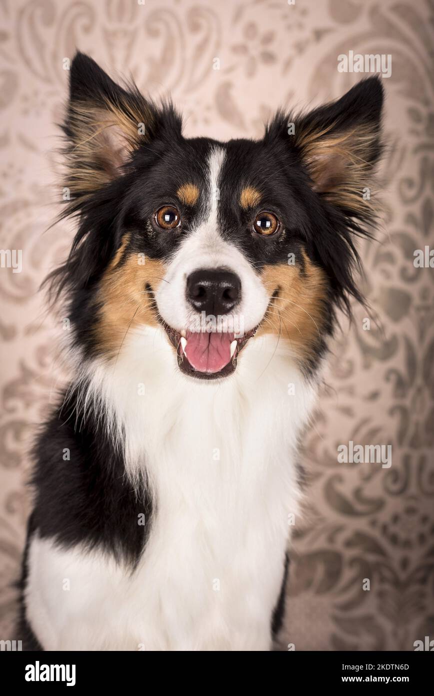 Miniature American Shepherd portrait Stock Photo - Alamy