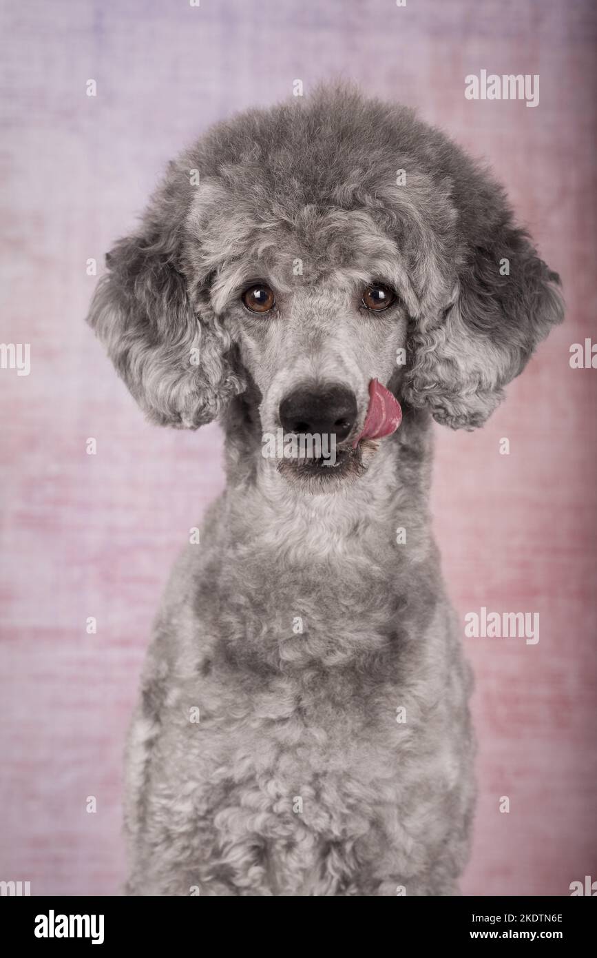 Standard Poodle portrait Stock Photo - Alamy