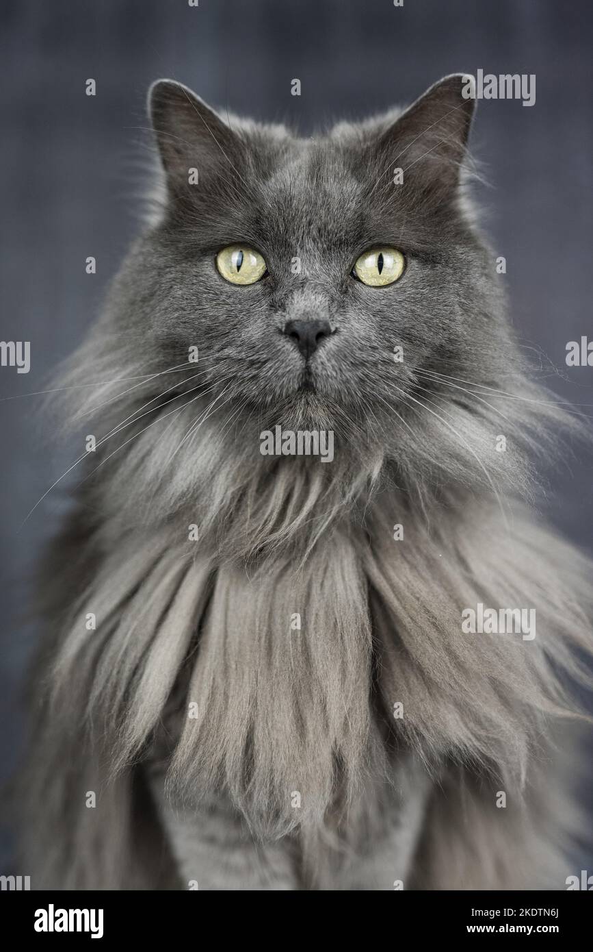 Persian cat crossbreed hi-res stock photography and images - Alamy