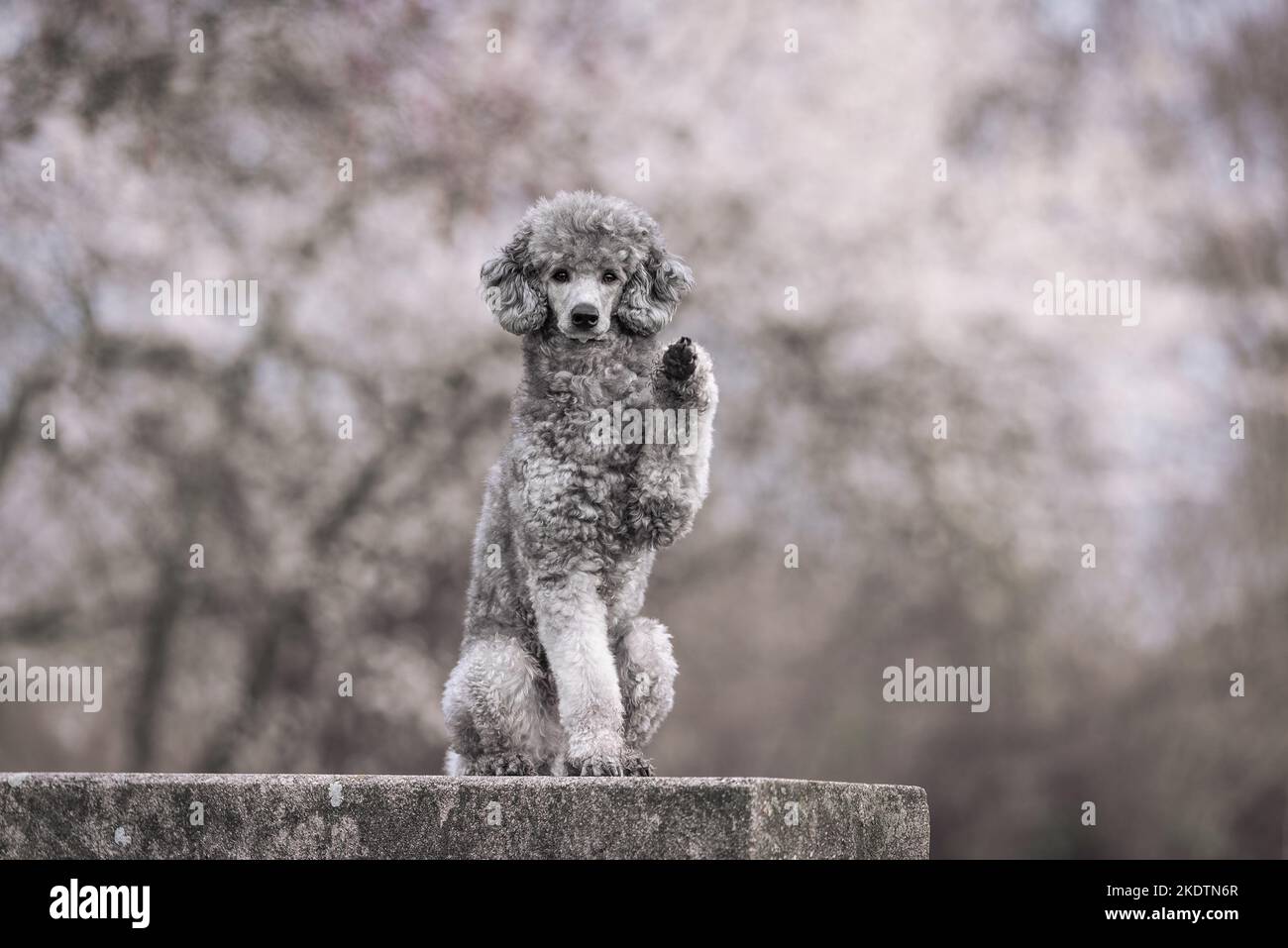 Companion waving hi-res stock photography and images - Alamy