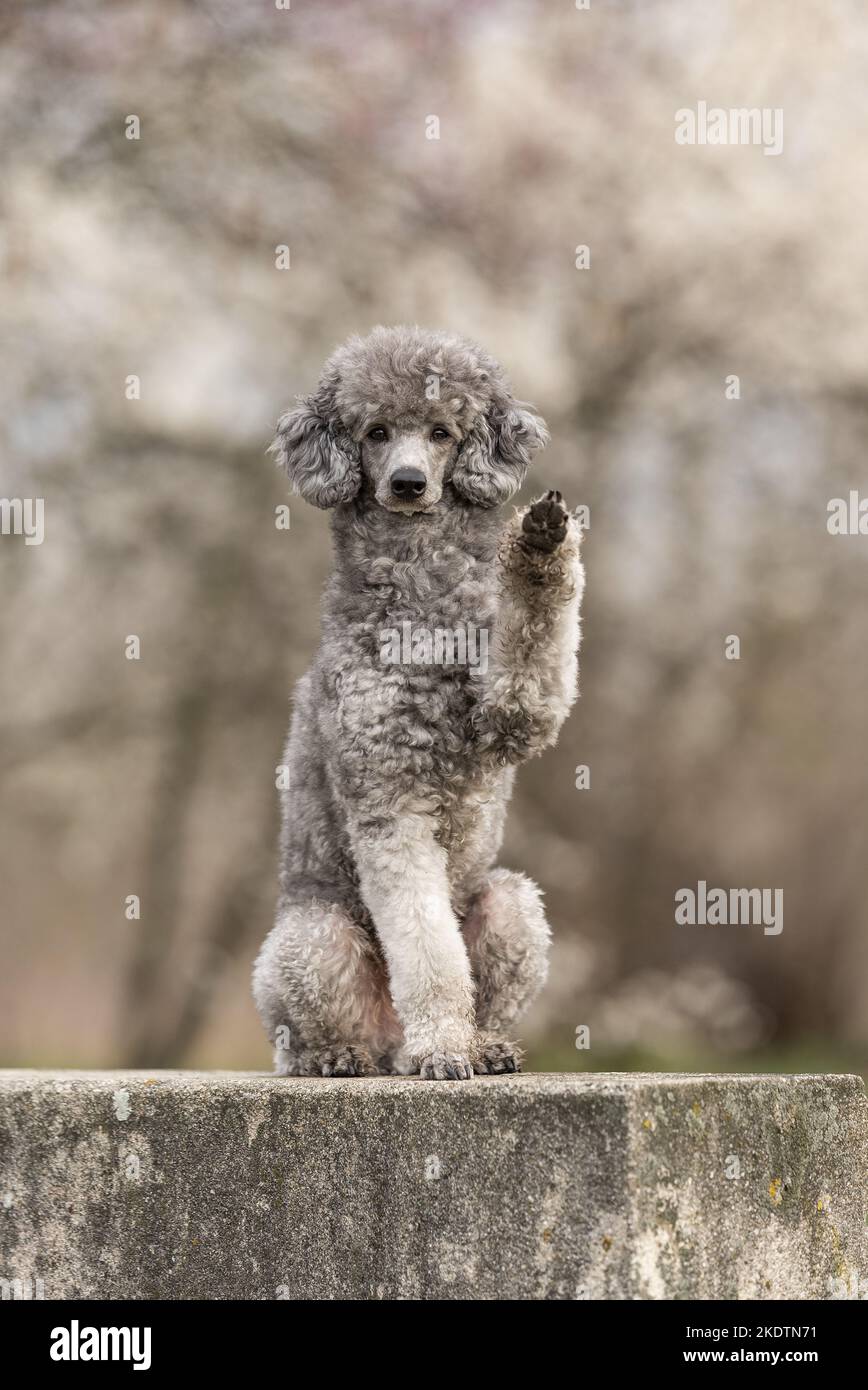sitting Standard Poodle Stock Photo - Alamy