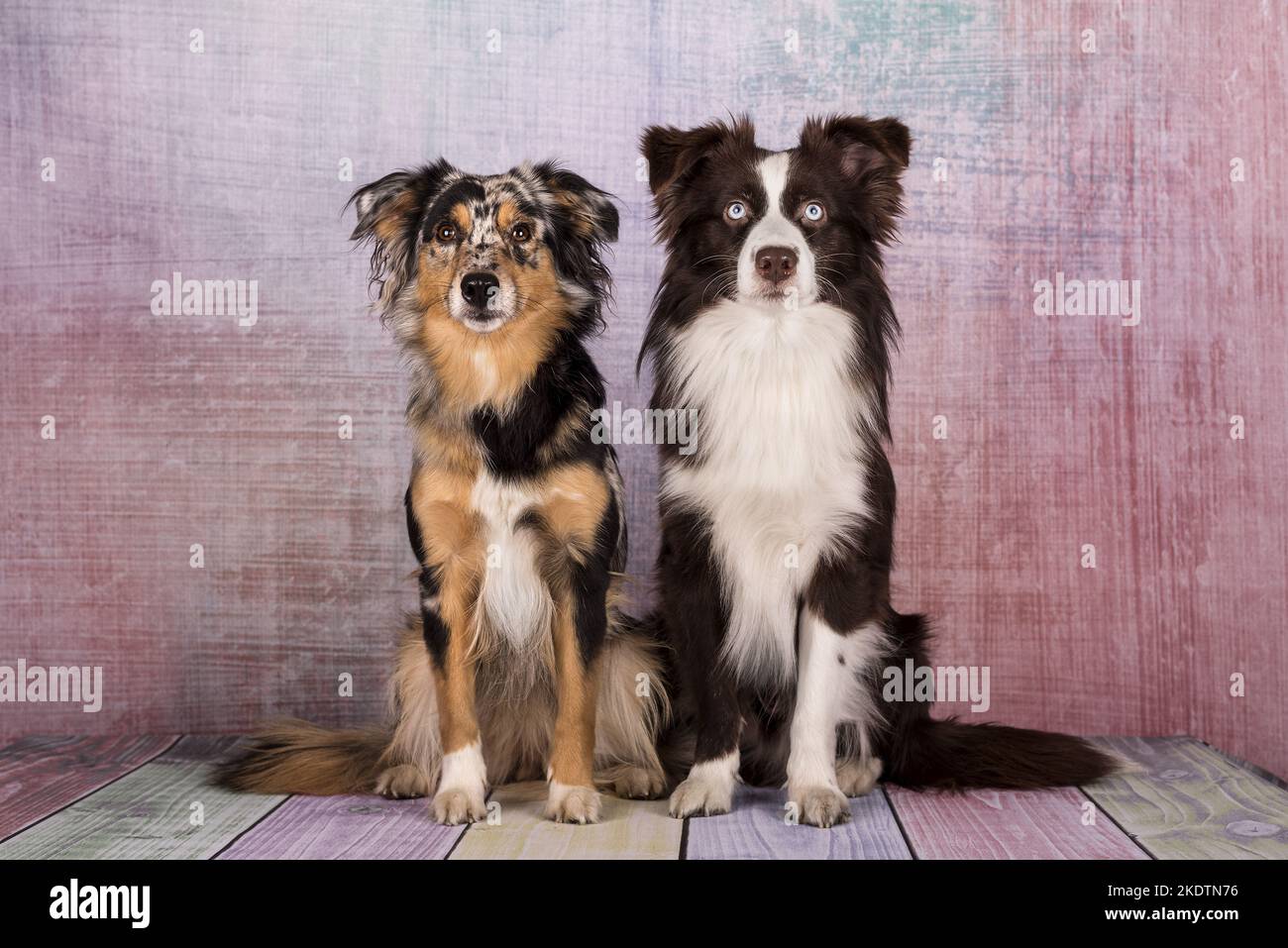 sitting Miniature Australian Shepherds Stock Photo - Alamy
