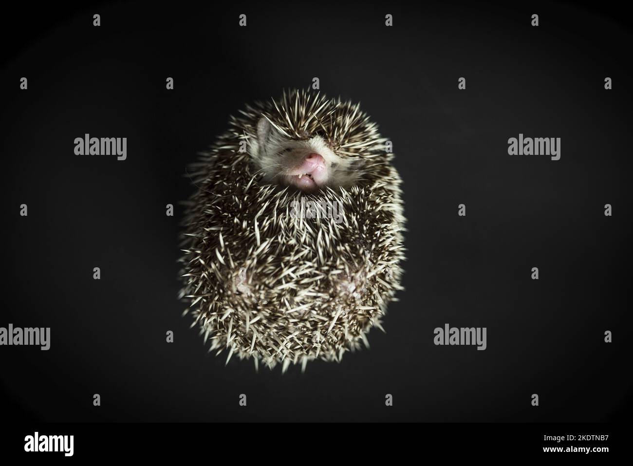 African pygmy hedgehog sleep hi-res stock photography and images - Alamy