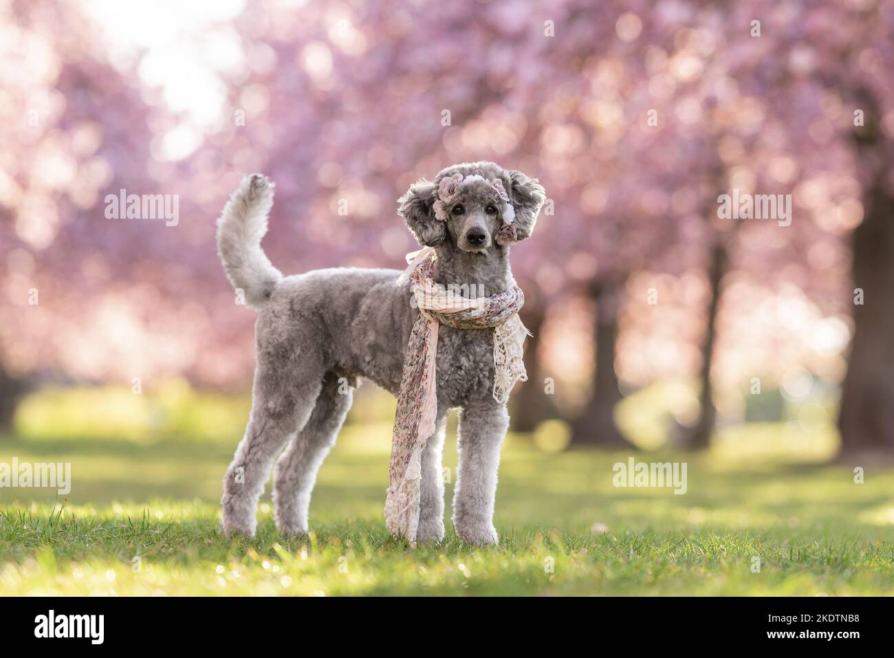standing Standard Poodle Stock Photo - Alamy