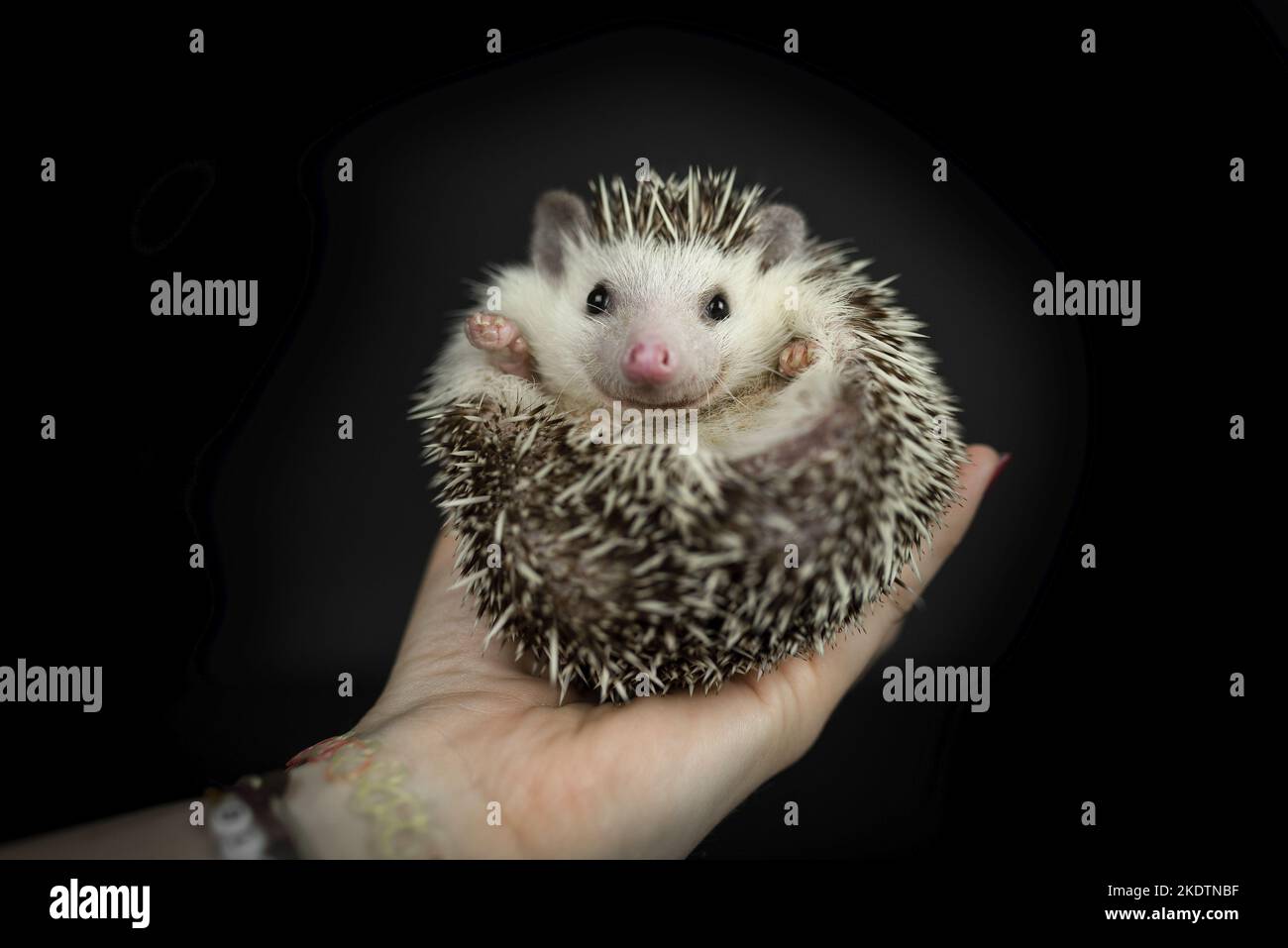 human with African Pygmy Hedgehog Stock Photo - Alamy