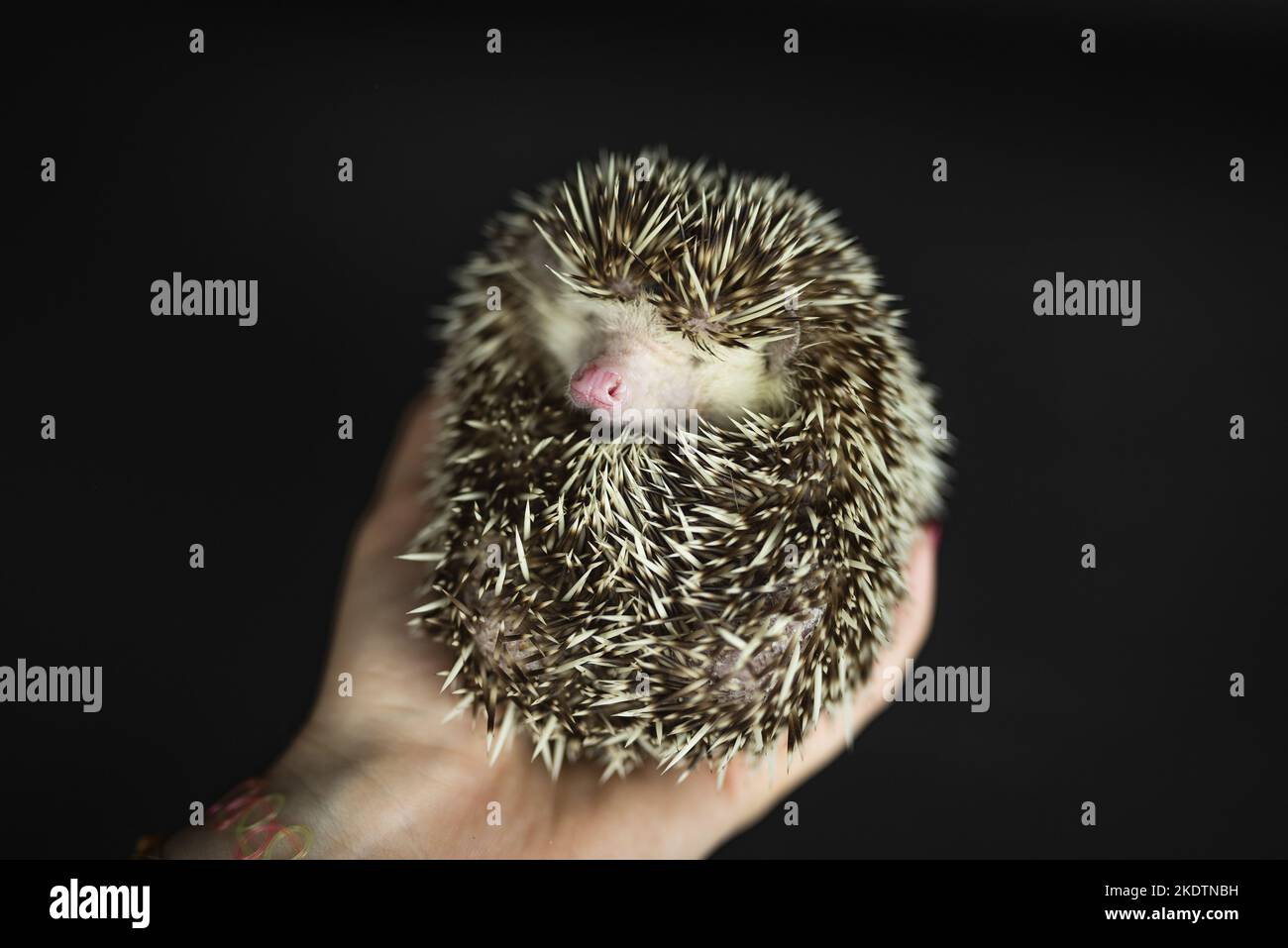 human with African Pygmy Hedgehog Stock Photo - Alamy