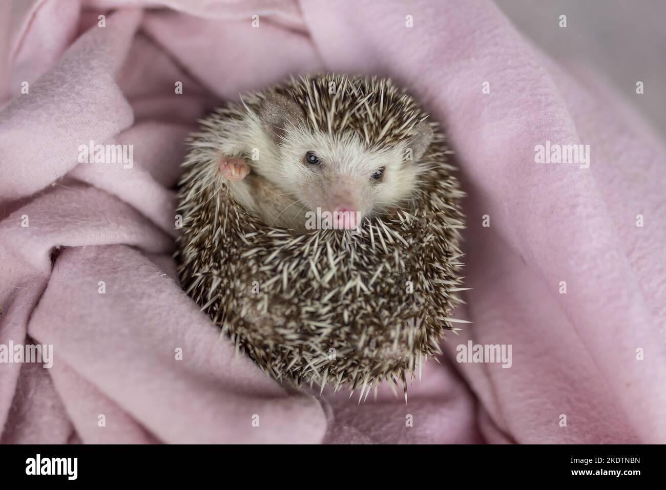 Sleeping African Pygmy Hedgehog
