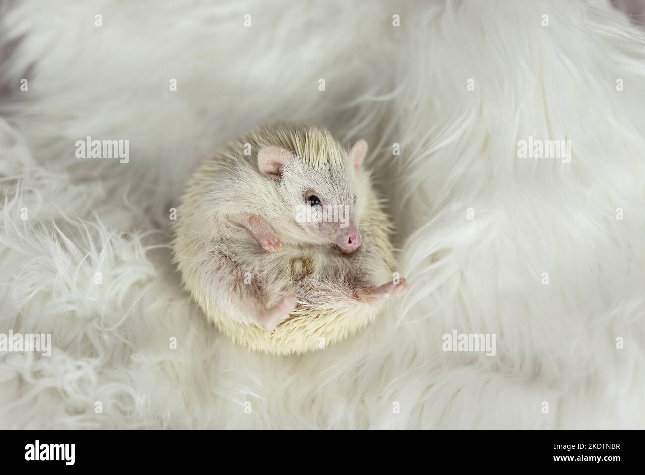 African Pygmy Hedgehog Stock Photo - Alamy