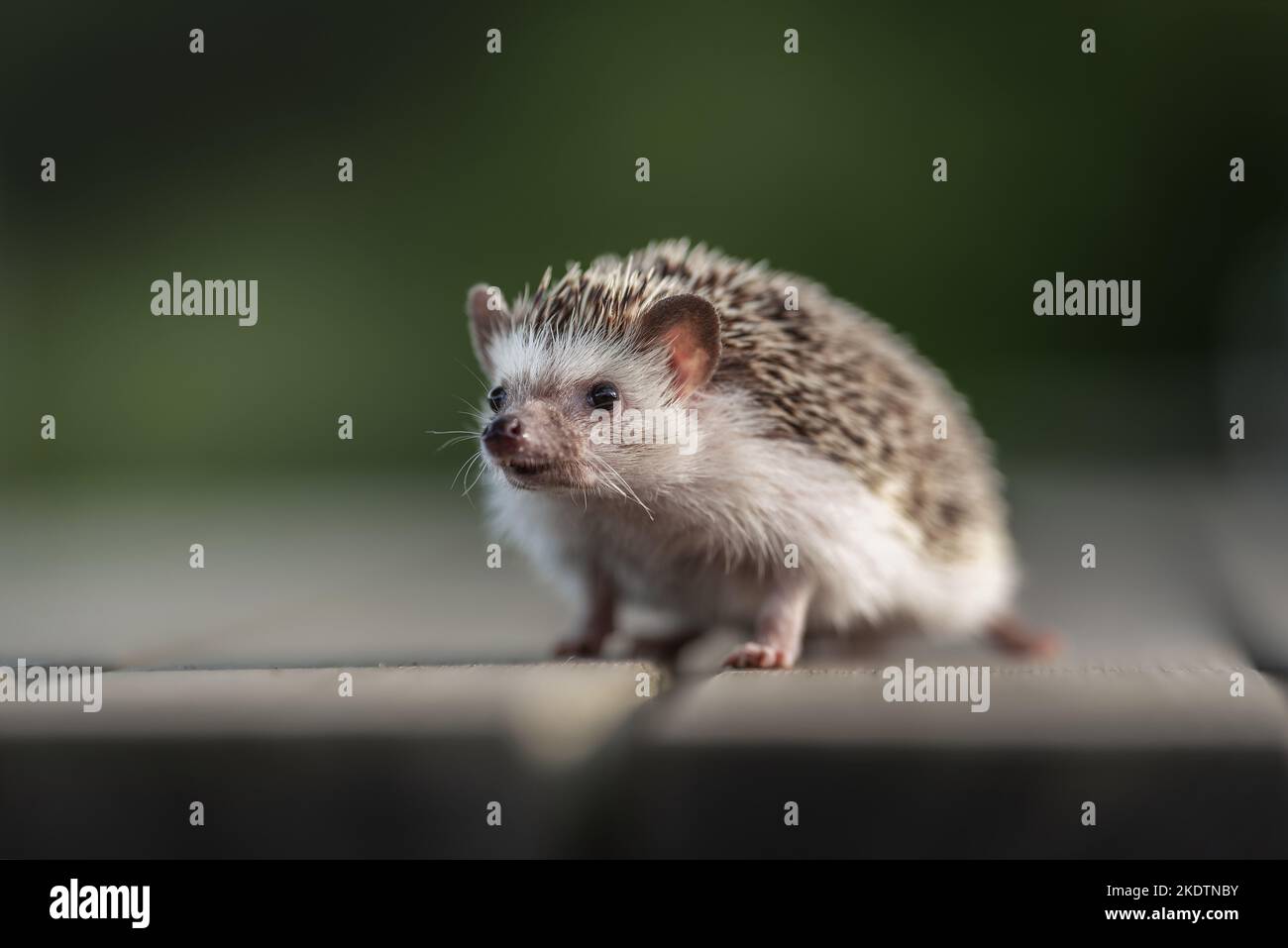 African Pygmy Hedgehog Stock Photo - Alamy