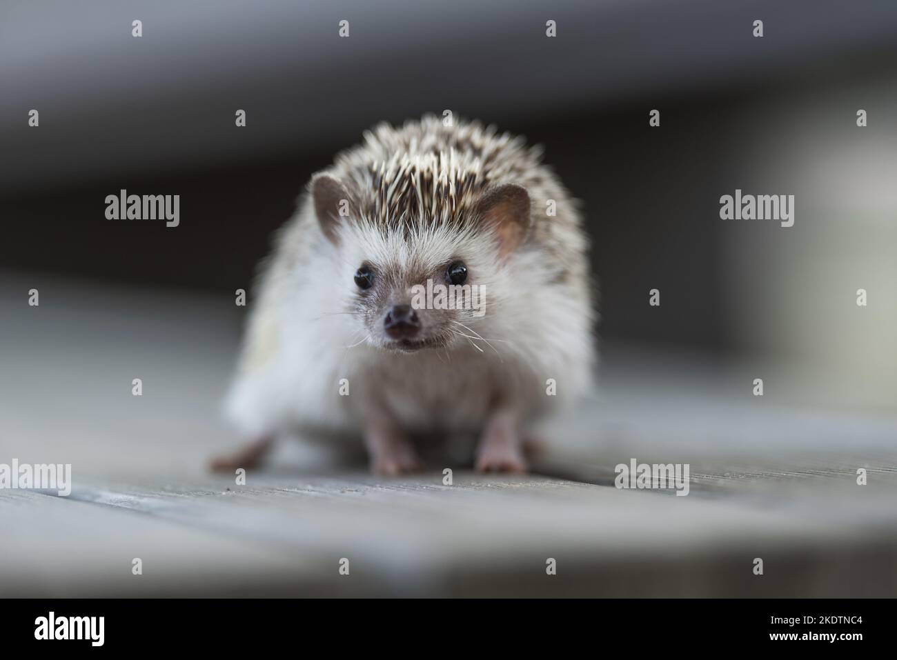 African Pygmy Hedgehog Stock Photo - Alamy