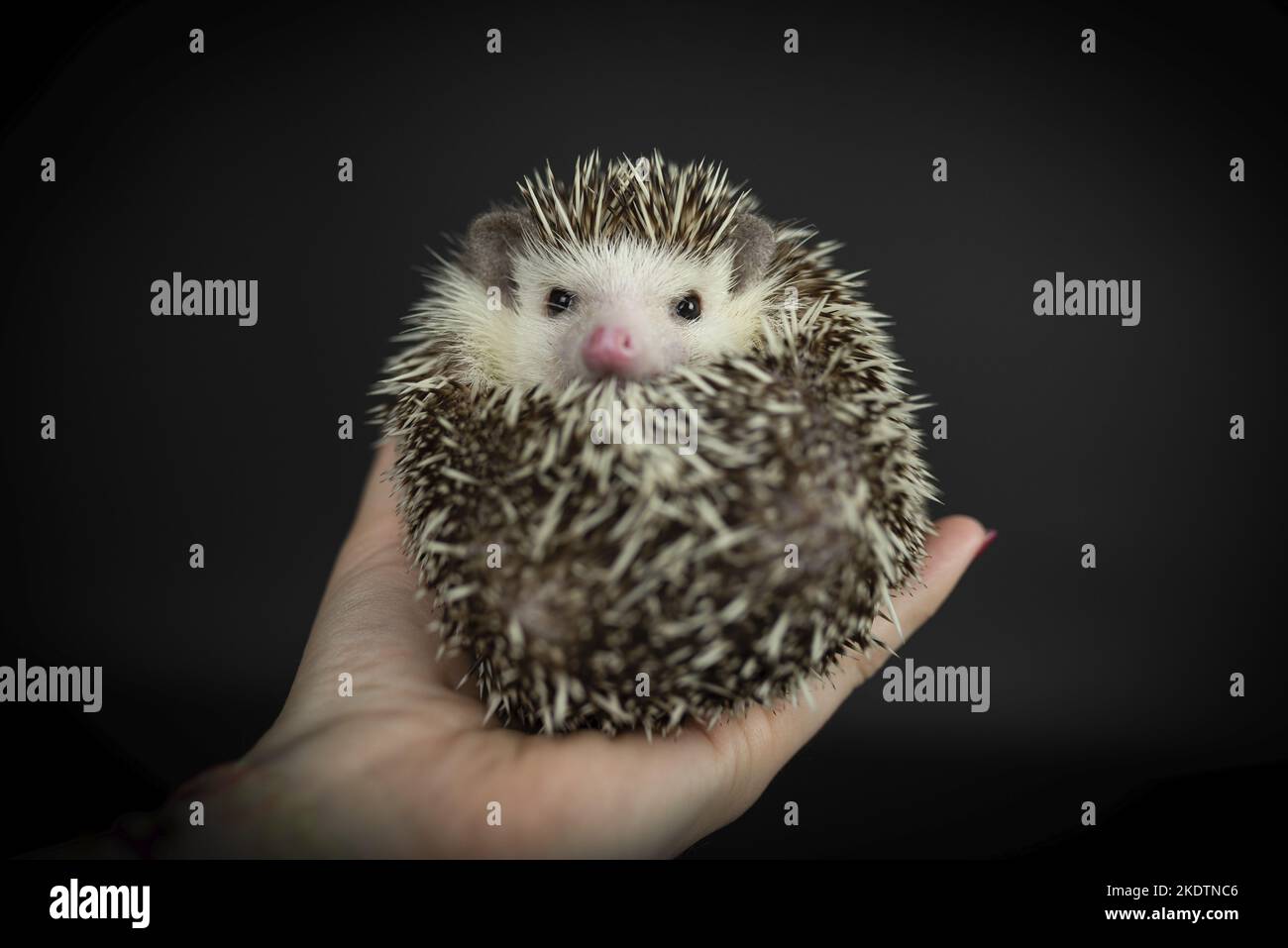 human with African Pygmy Hedgehog Stock Photo - Alamy