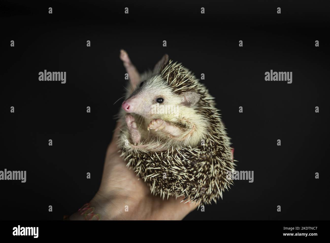 human with African Pygmy Hedgehog Stock Photo - Alamy