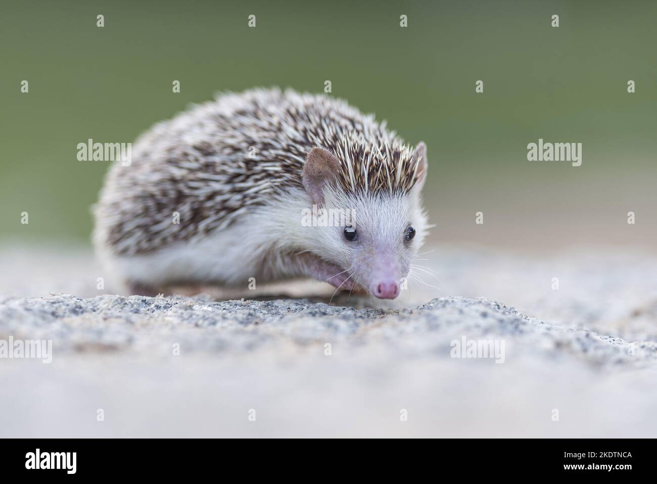 African Pygmy Hedgehog Stock Photo - Alamy