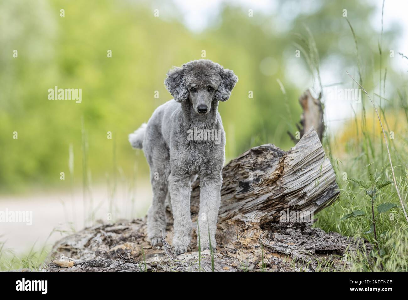 standing Standard Poodle Stock Photo - Alamy