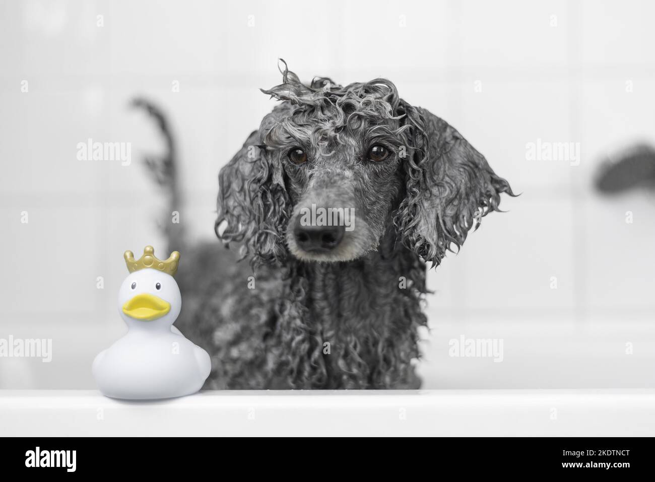 Standard Poodle in a bathtub Stock Photo - Alamy