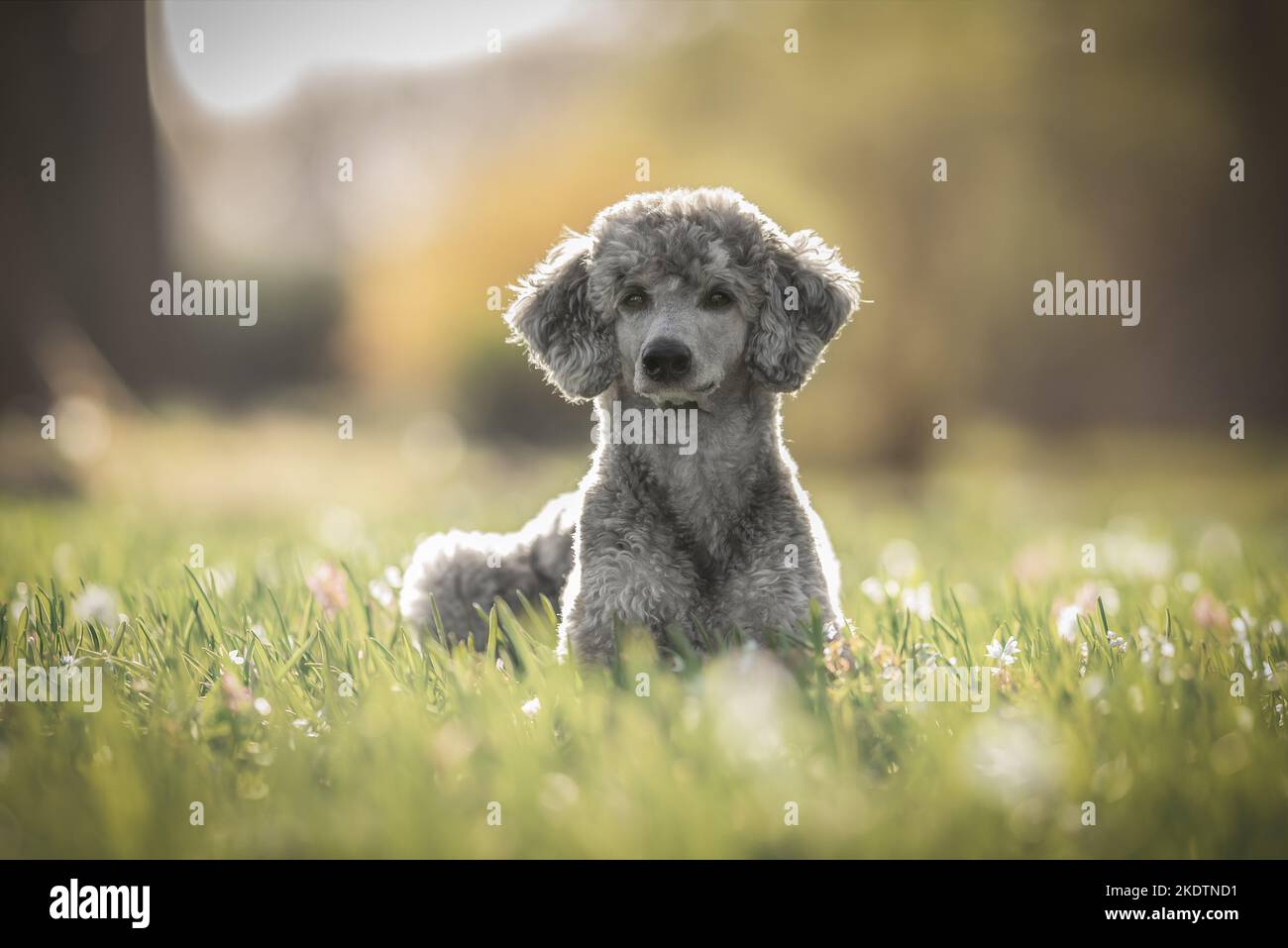 lying Standard Poodle Stock Photo - Alamy