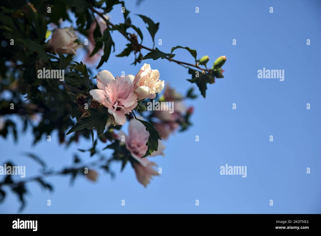 Hibiscus plant in bloom with a clear sky as background Stock Photo - Alamy