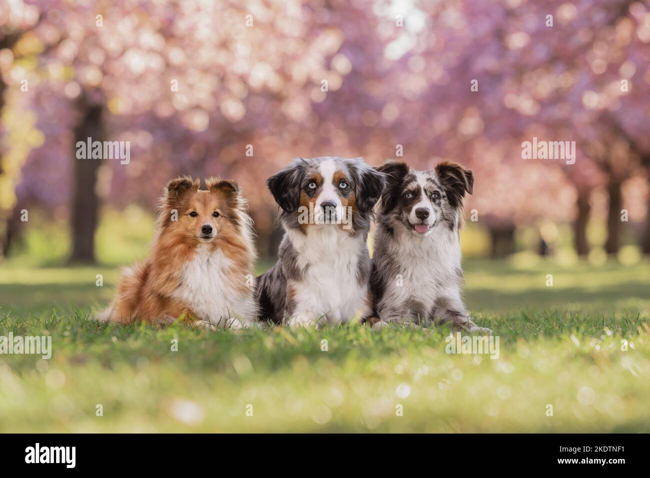 Miniature Australian Shepherd with Sheltie Stock Photo - Alamy