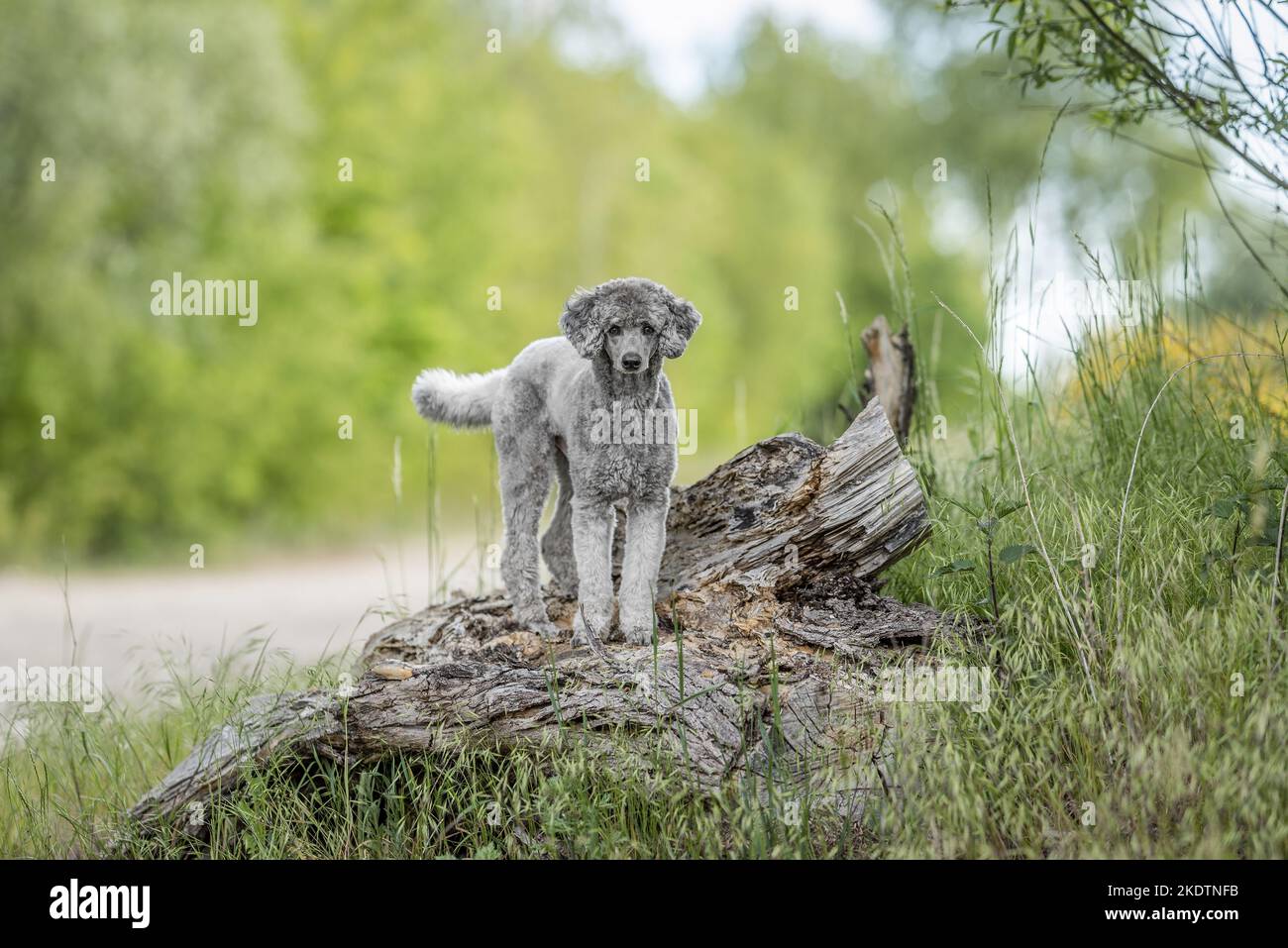 standing Standard Poodle Stock Photo - Alamy