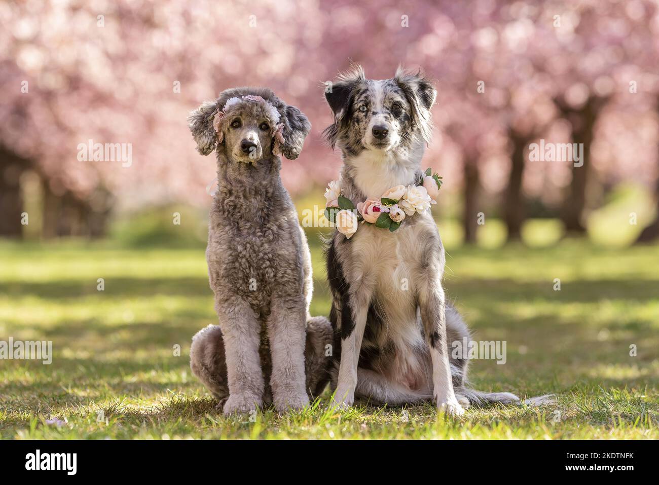 Miniature Australian Shepherd with Standard Poodle Stock Photo - Alamy