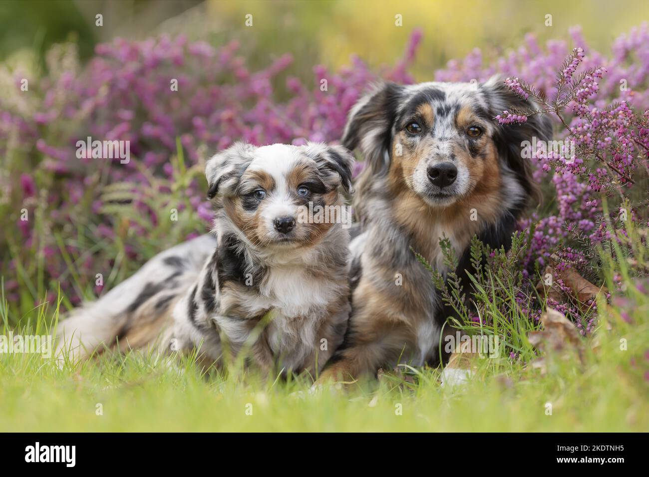 Miniature Australian Shepherds Stock Photo - Alamy