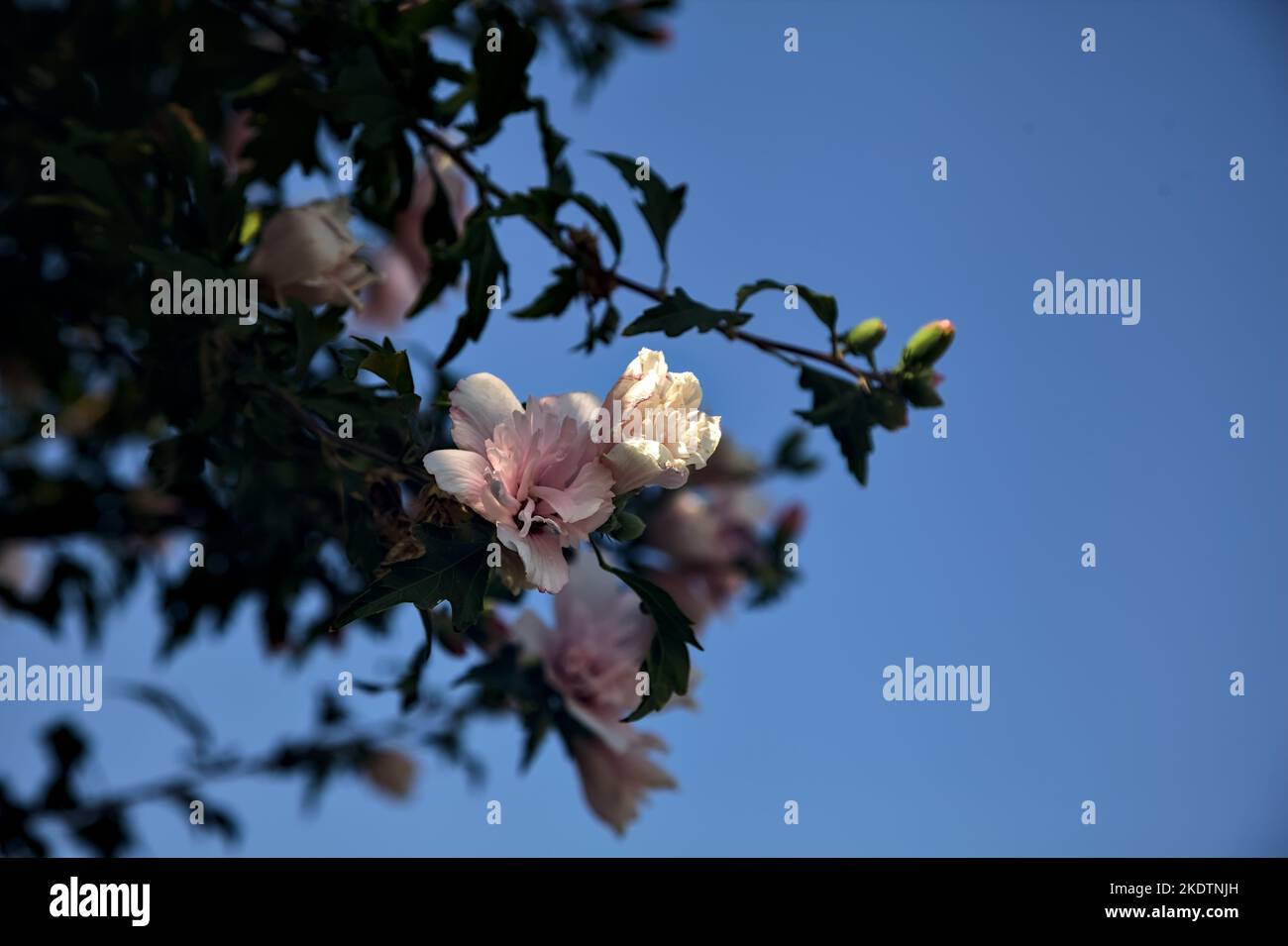 Hibiscus plant in bloom with a clear sky as background Stock Photo - Alamy